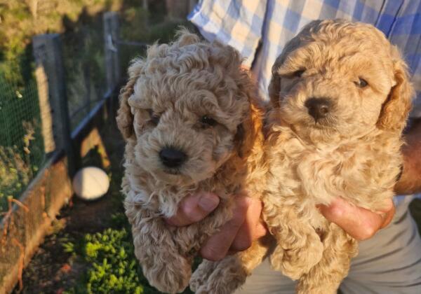 Puppies and dog breeder Melbourne - Cavoodles and Poodles from Helen